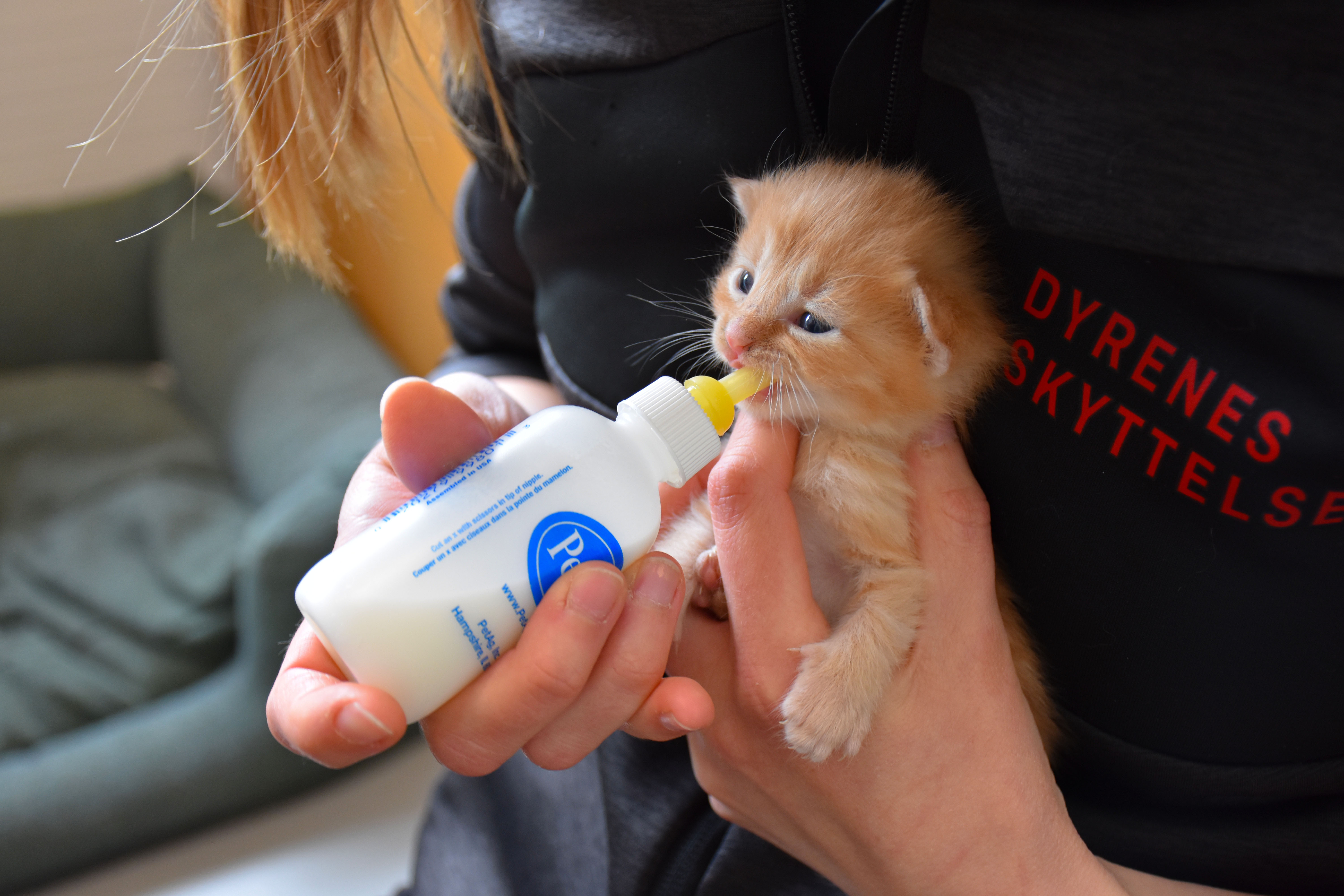 Danskerne redder rekordmange kattekillinger | Dyrenes Beskyttelse